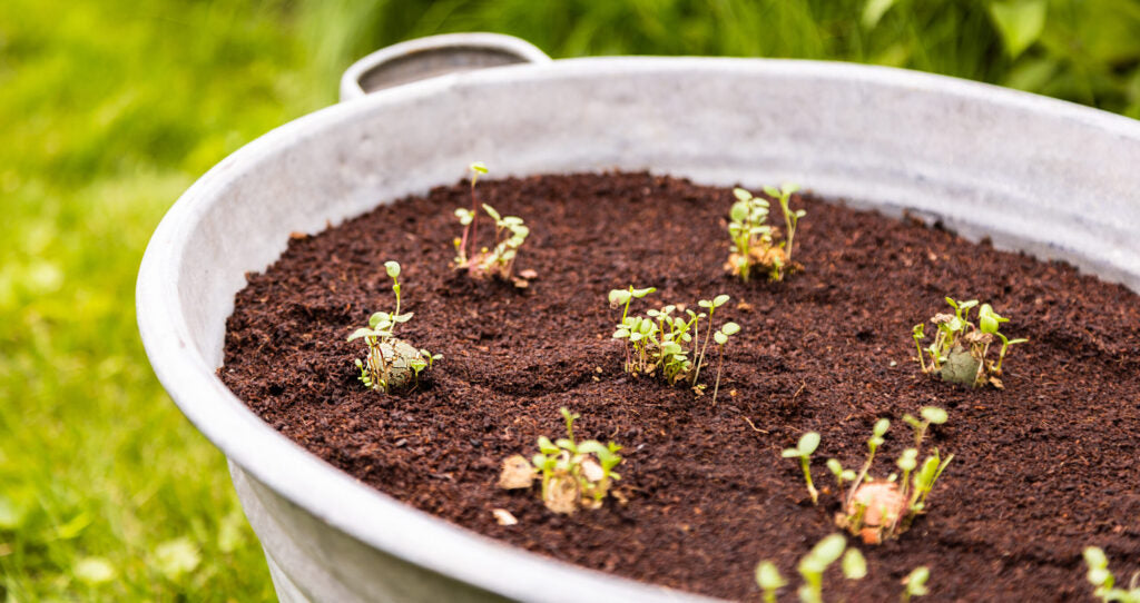 Blossombs | Hoe werken de zaadbommetjes | Alles over Blossombs