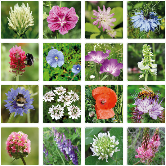 Blossombs | Hoe werken de zaadbommetjes | Alles over Blossombs